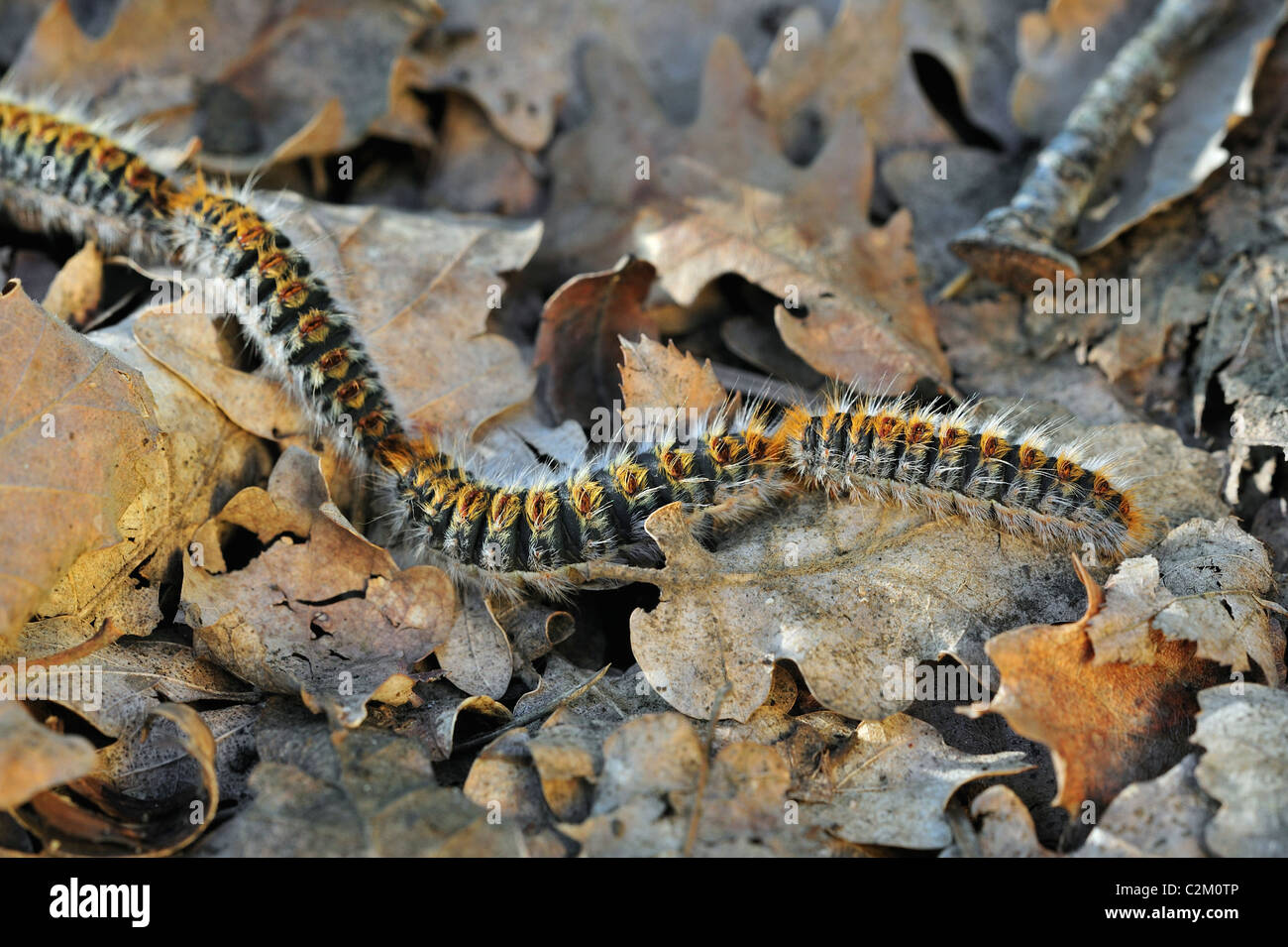 The pine processionary moth hi-res stock photography and images - Alamy