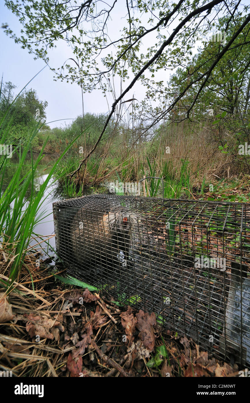 Coypu nutria trap hi-res stock photography and images - Alamy