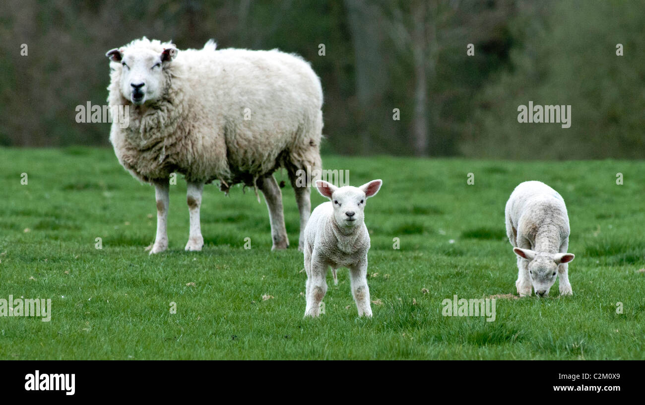 Mother sheep, ewe, bleating to lambs in a field Stock Photo - Alamy