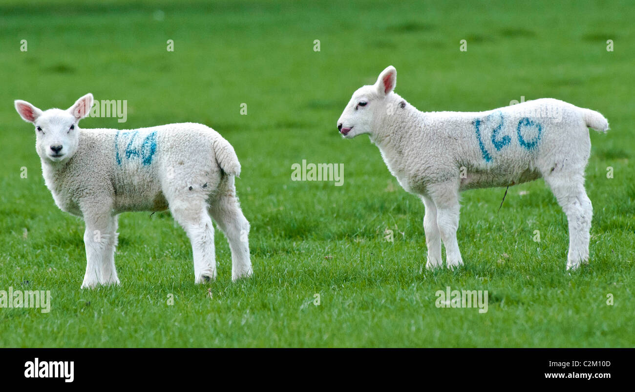 Spring lambs in a green field Stock Photo - Alamy