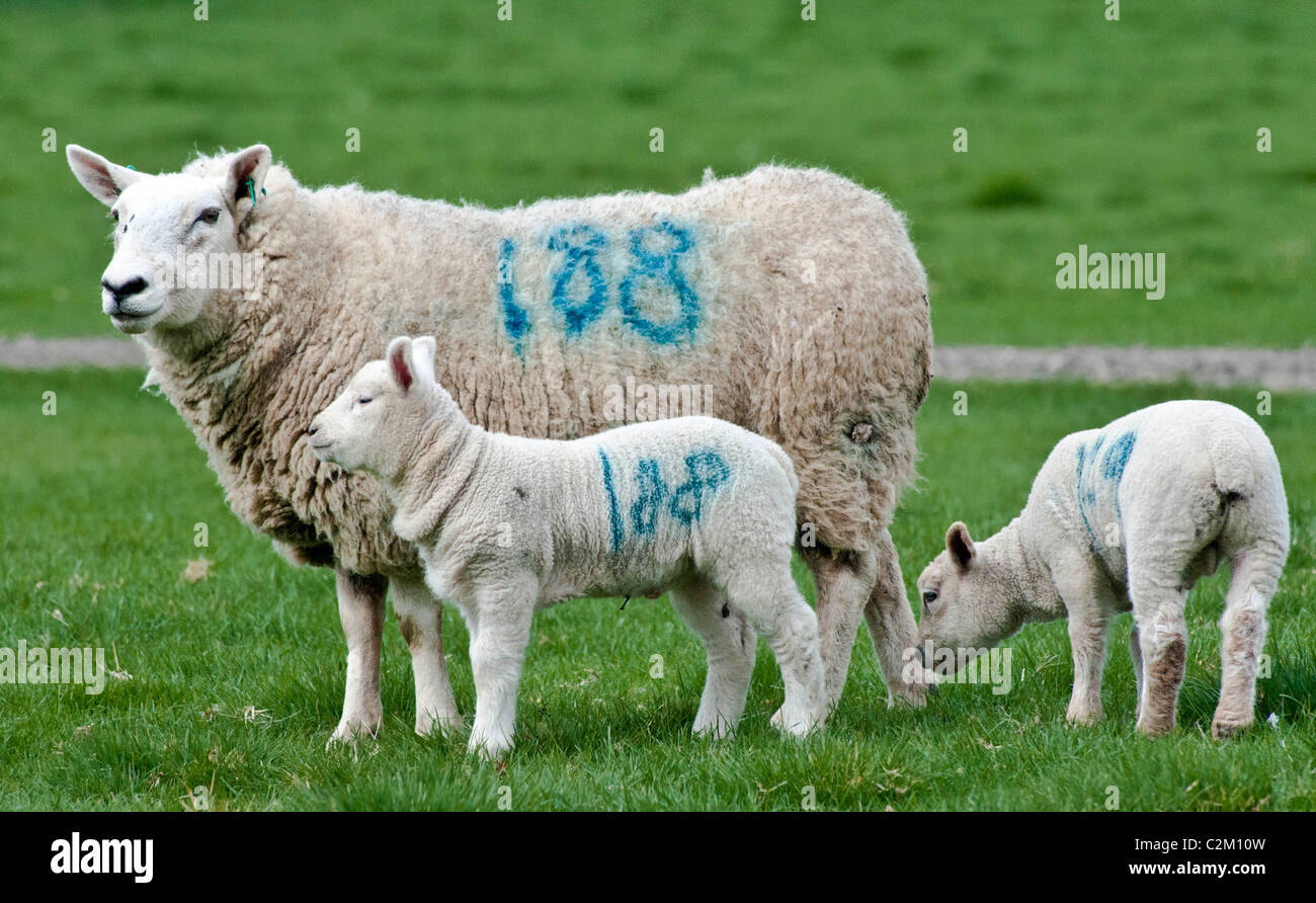 Weaned sheep hi-res stock photography and images - Alamy
