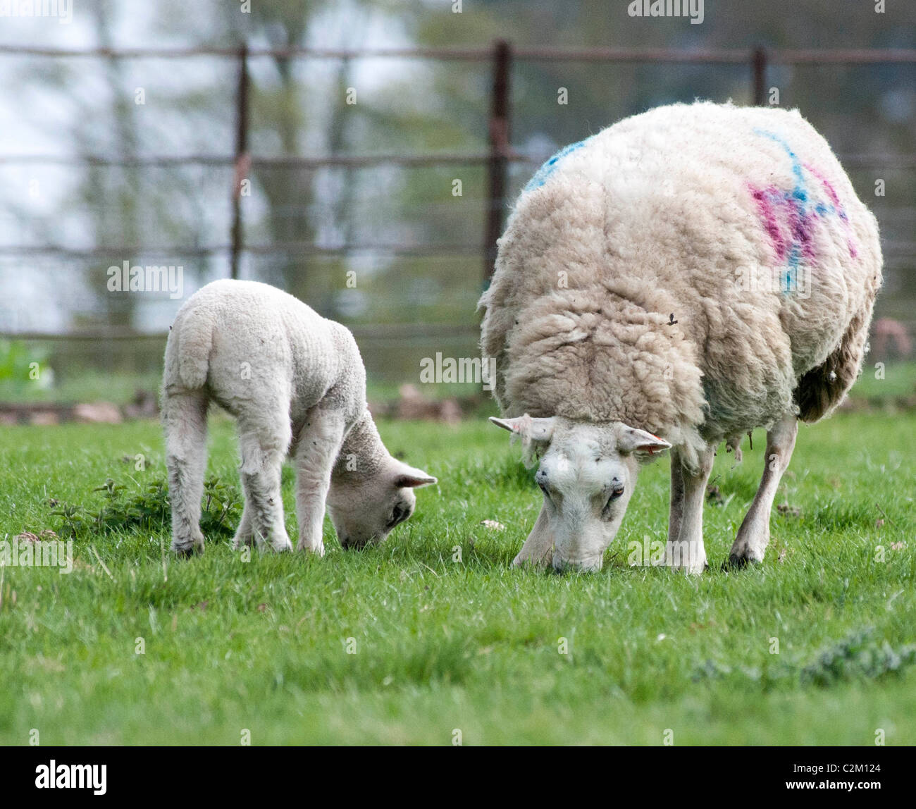 Young ewe hi-res stock photography and images - Alamy