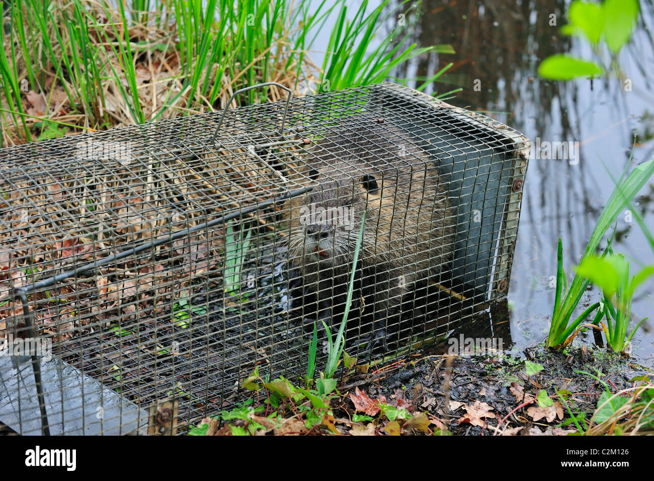 Coypu / nutria (Myocastor coypus) caught in live trap along lake, La ...