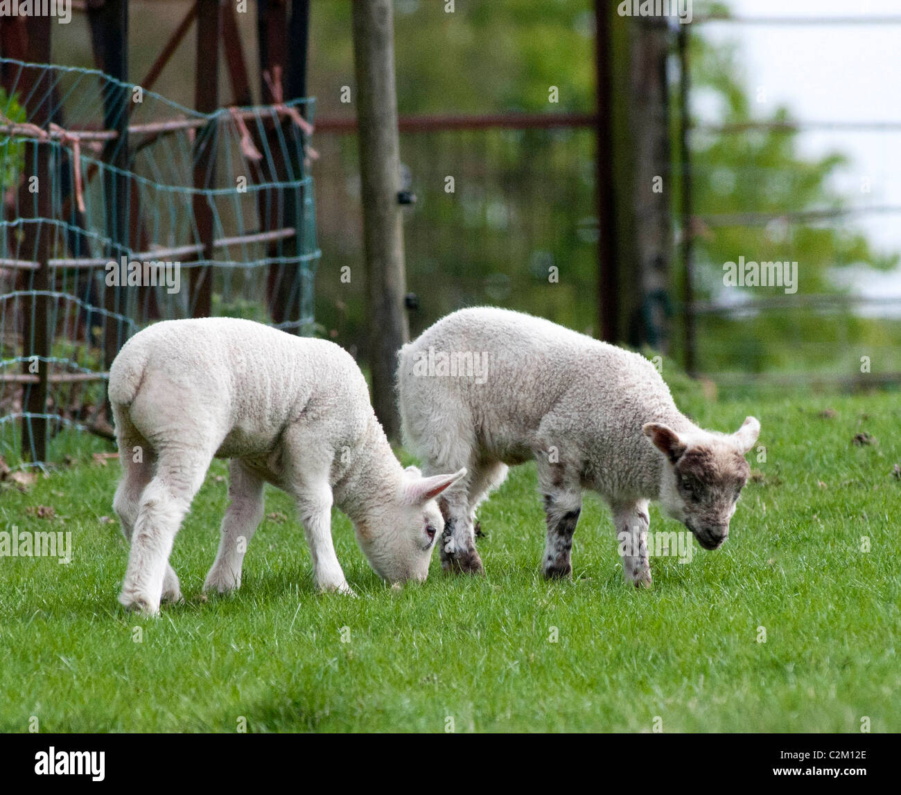 Spring lambs in a green field Stock Photo - Alamy