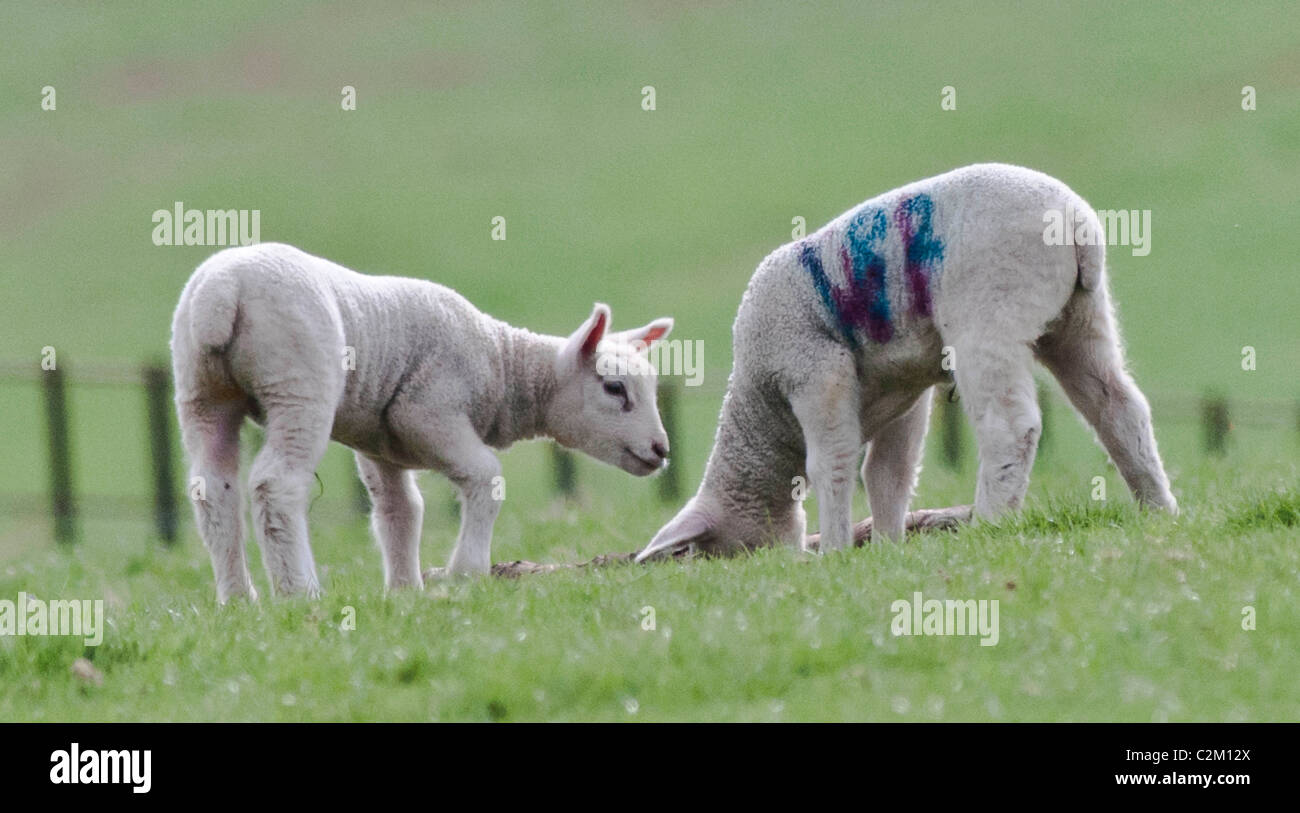 Spring lambs in a green field Stock Photo - Alamy