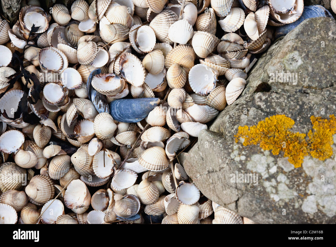An Abundance Of Seashells Beside A Rock Stock Photo - Alamy