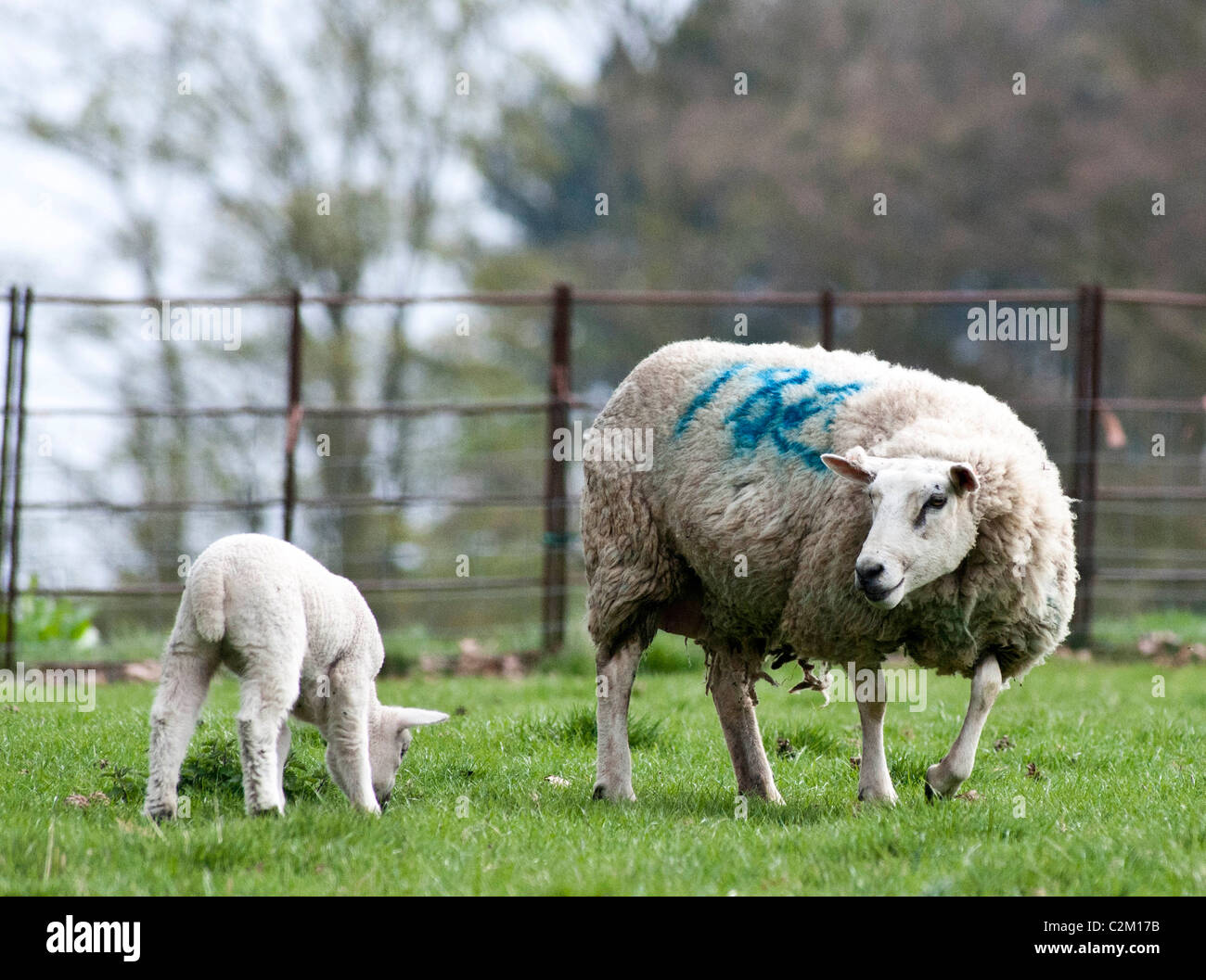Mother sheep, ewe, bleating to her young lamb in a field Stock Photo ...