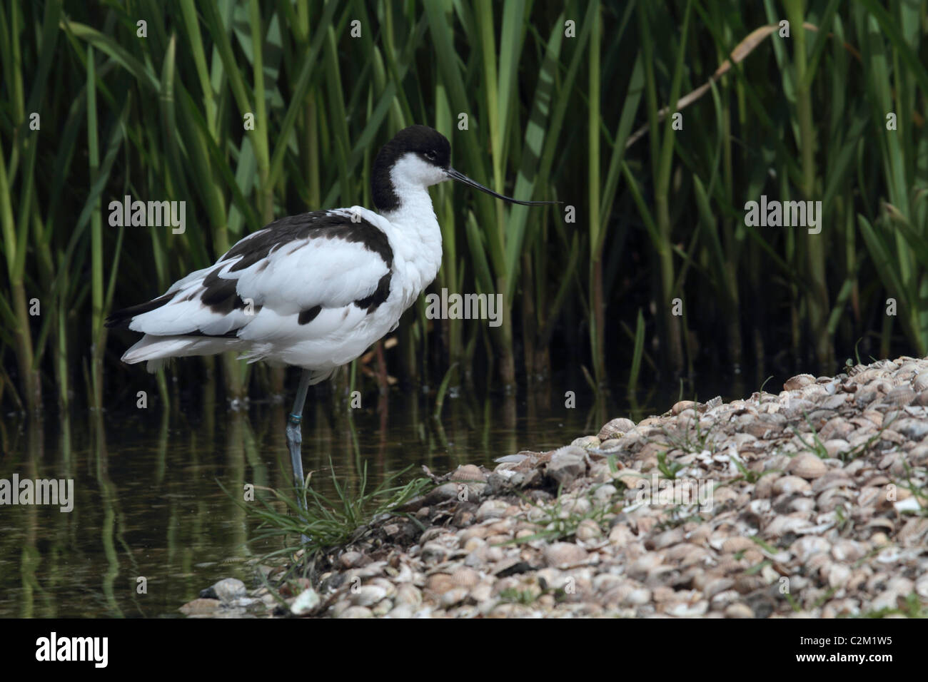 Avocet (Recurvirostra avosetta) wading in the water Stock Photo - Alamy