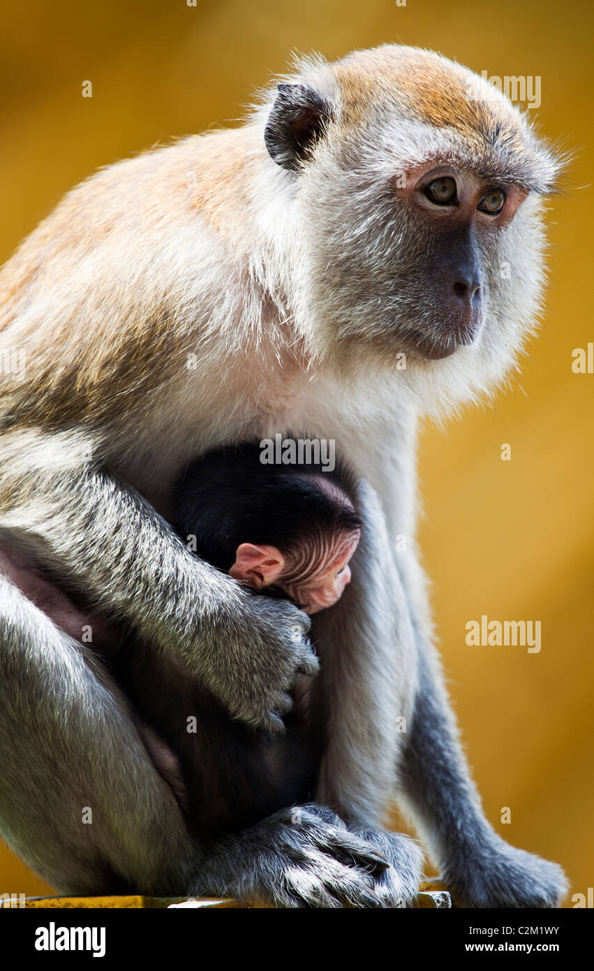 Sad baby animals hi-res stock photography and images - Alamy