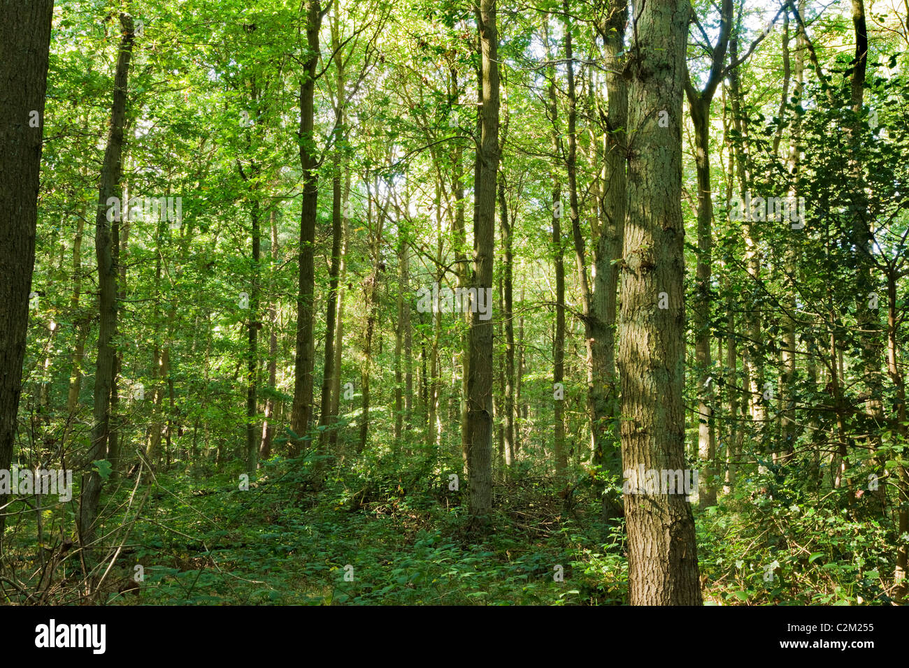 Sunlit Trees in Wood Stock Photo - Alamy