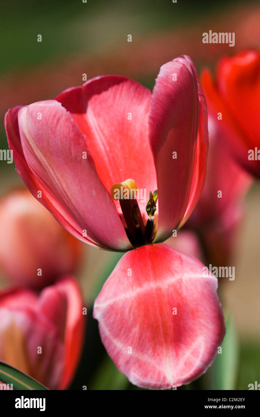 Reprodutive hi-res stock photography and images - Alamy