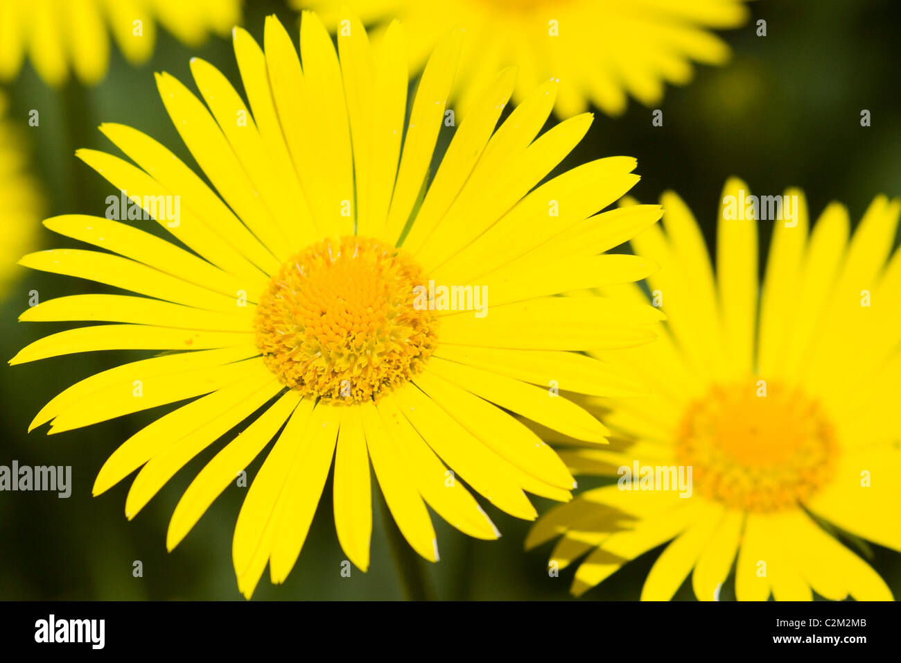 Leopard's Bane Doronicum Caucasicum in a Wildflower meadow in England ...