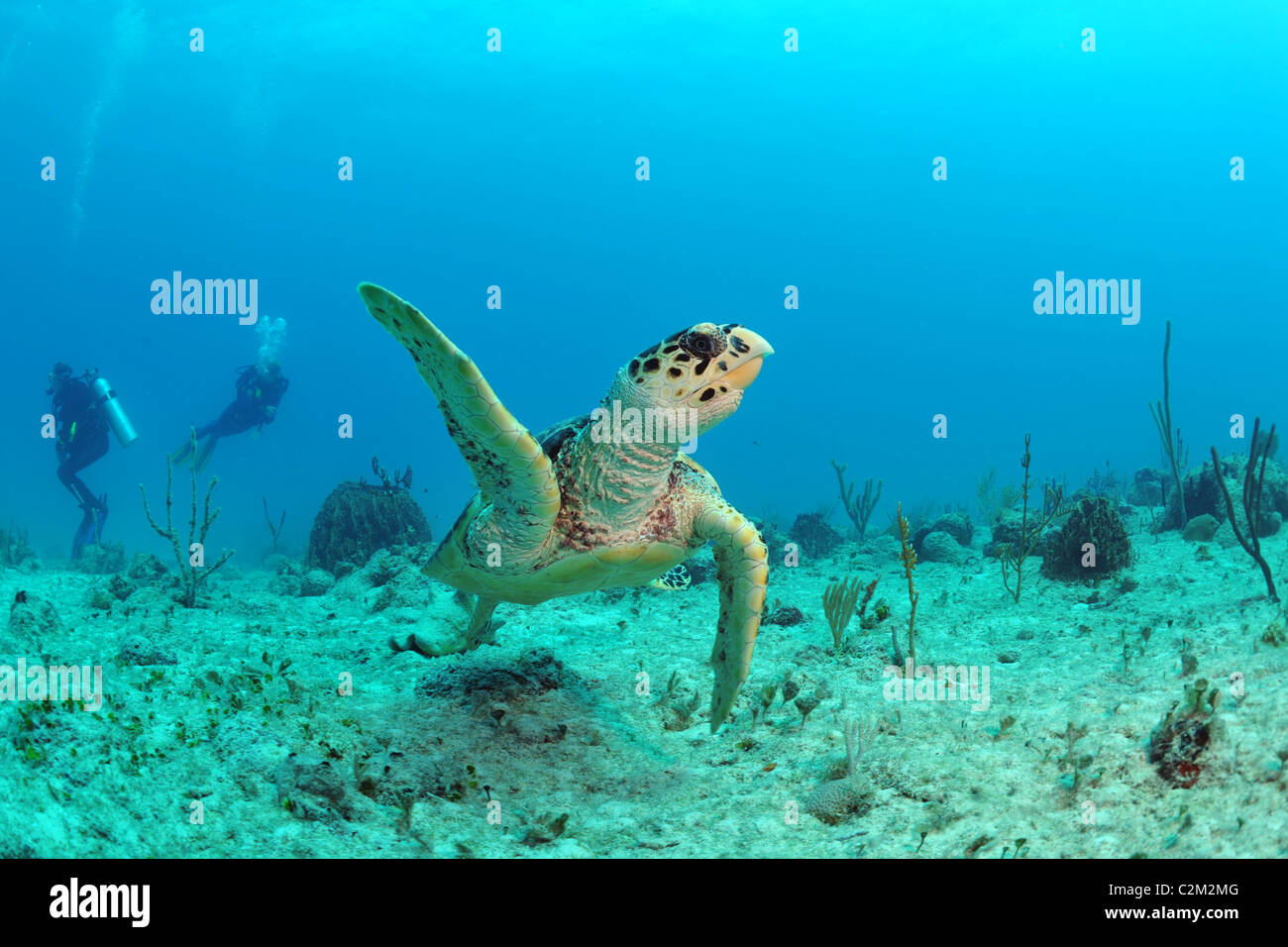Waving Hawksbill turtle Stock Photo - Alamy