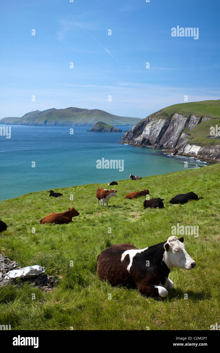 Sitting Cows High Resolution Stock Photography and Images - Alamy