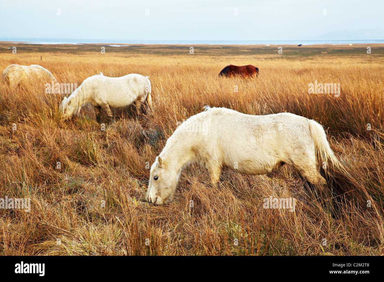 Gower Salt Marsh High Resolution Stock Photography and Images - Alamy