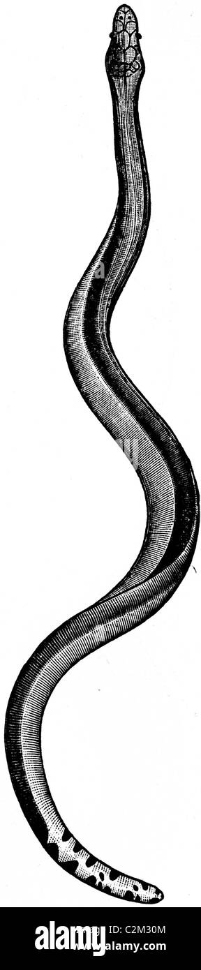 Sea snake pelamis bicolor hi-res stock photography and images - Alamy