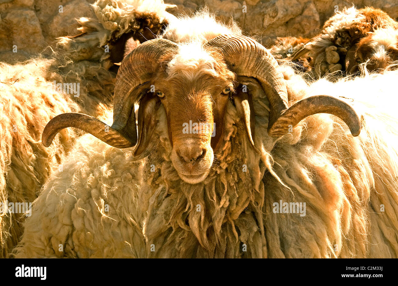 Bedouin sheep shepherd syria hi-res stock photography and images - Alamy