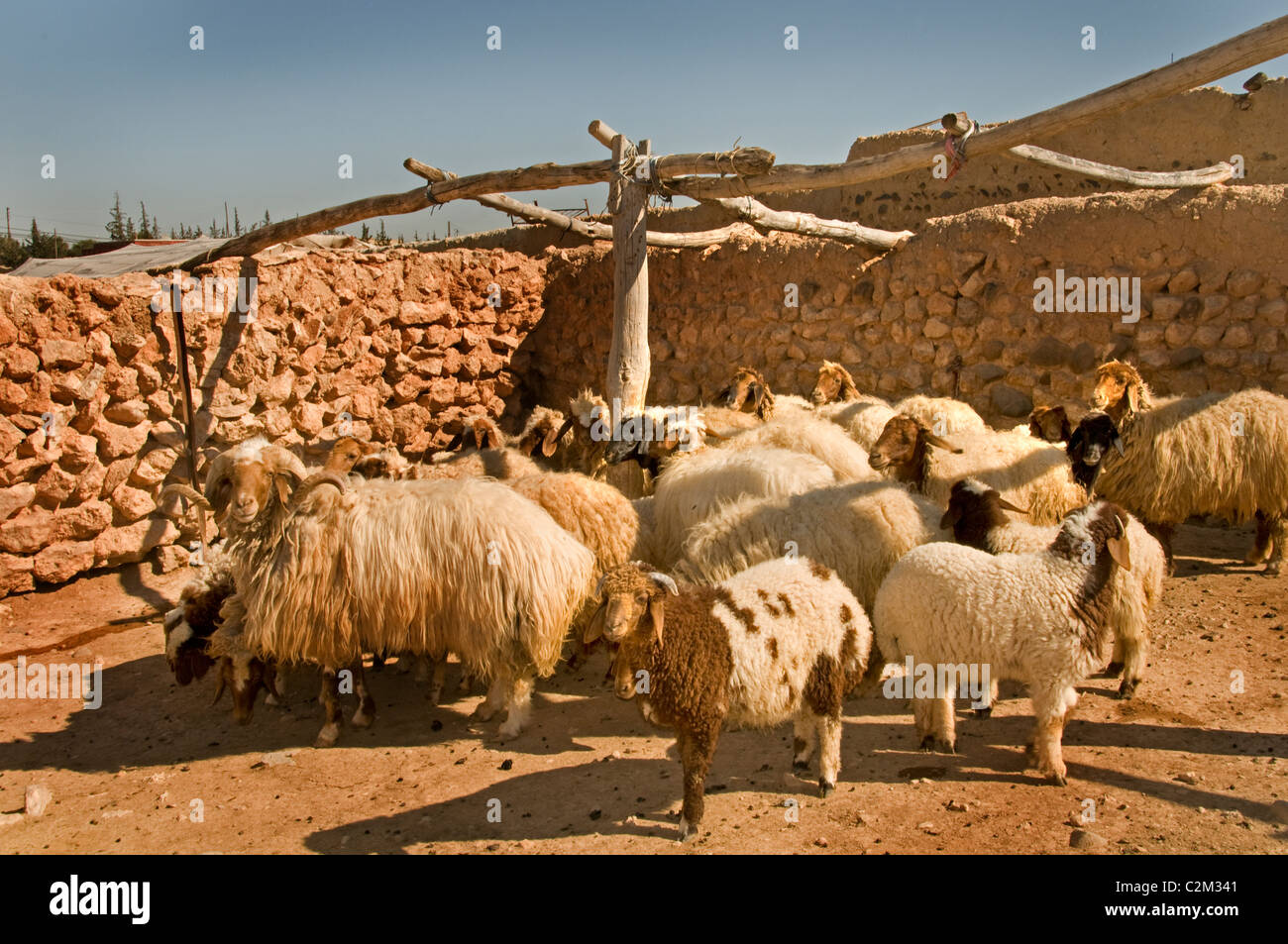 Syria desert Badiyat al Sham farm sheep culture Bedouin Bedouins ...