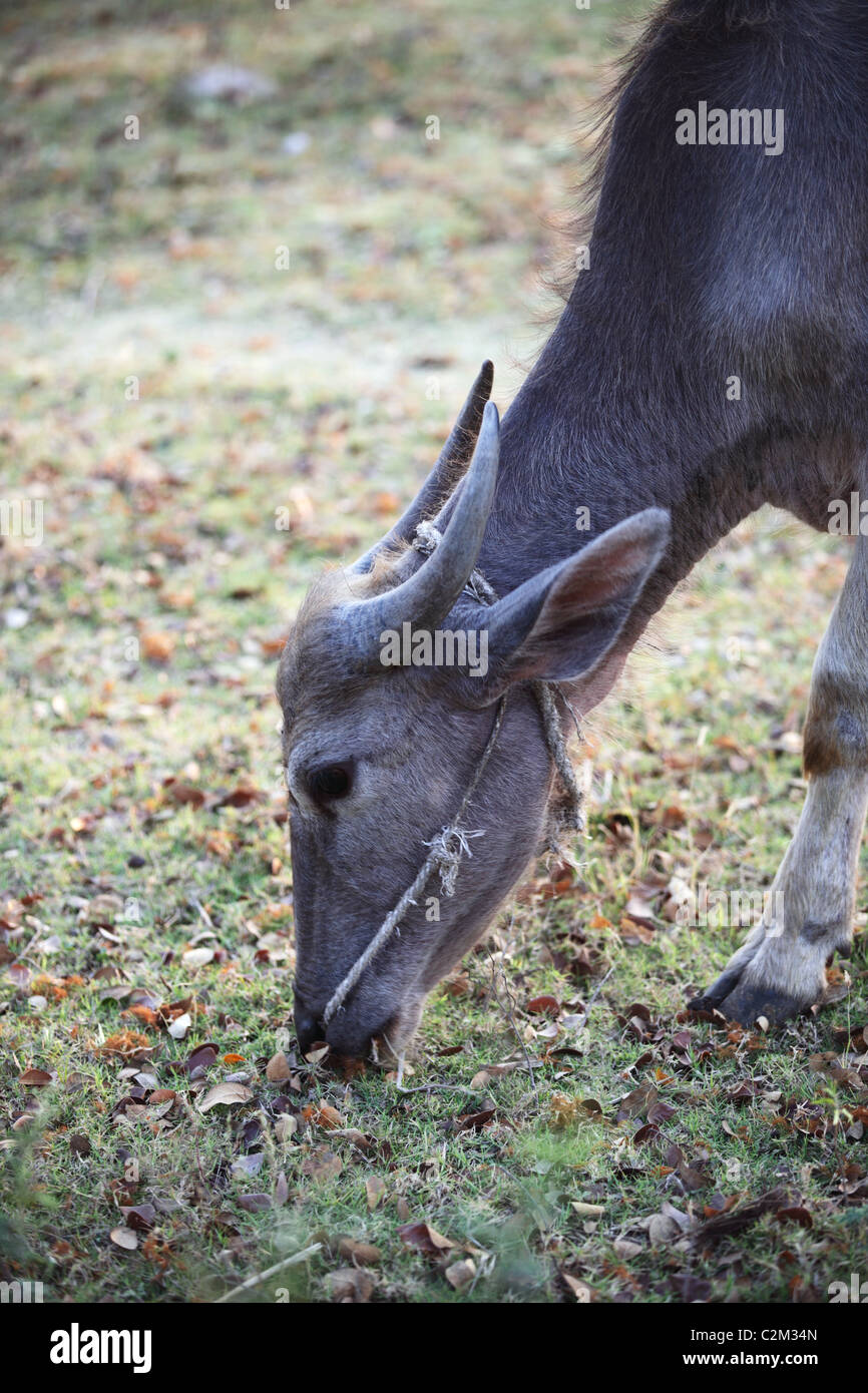 Grassing hi-res stock photography and images - Alamy