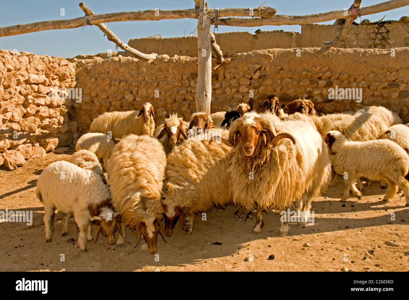 Syria desert Badiyat al Sham farm sheep culture Bedouin Bedouins ...