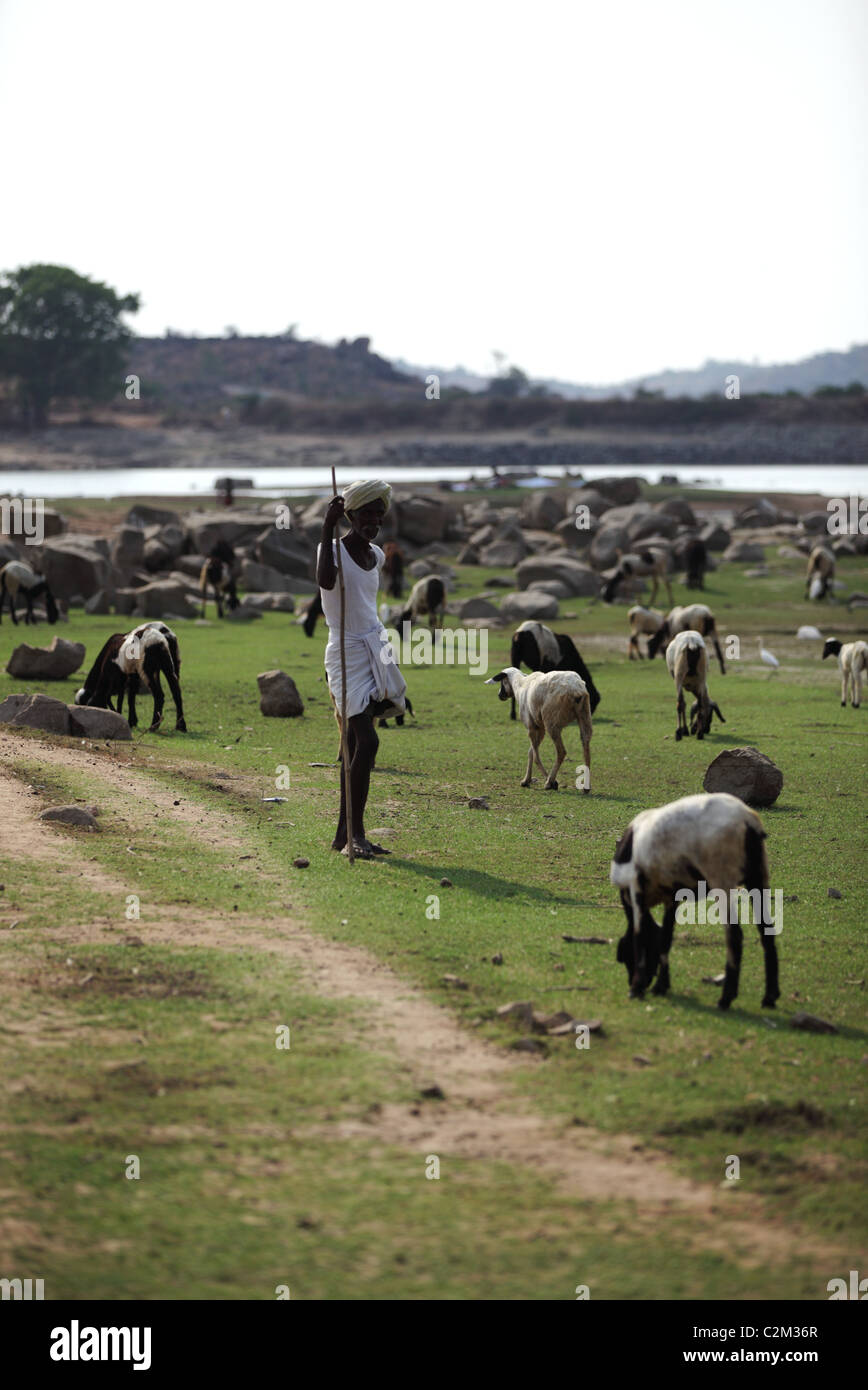 Shepherd with sheep Andhra Pradesh South India Stock Photo - Alamy