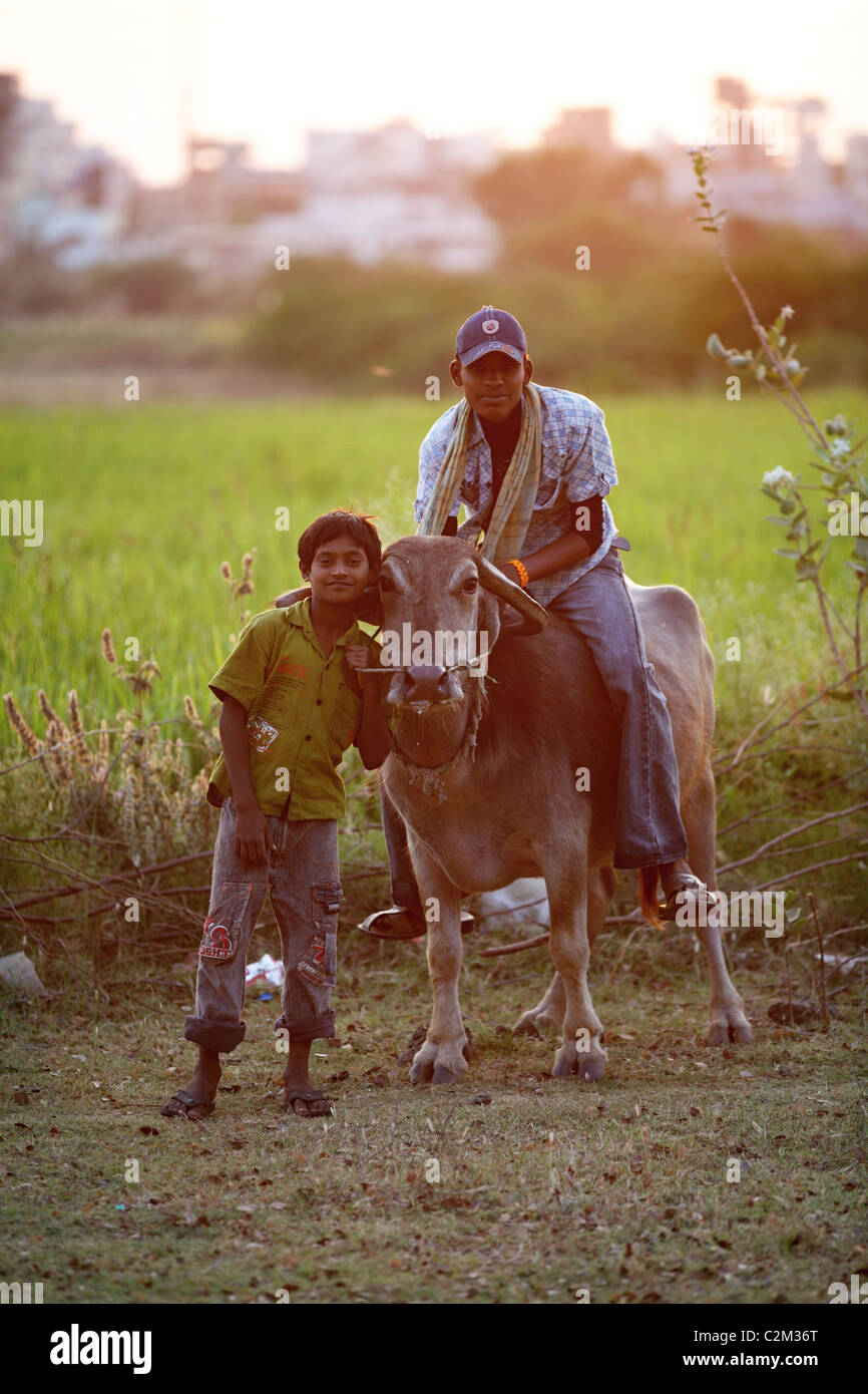Indian boy ridding a buffalo Andhra Pradesh South India Stock Photo - Alamy