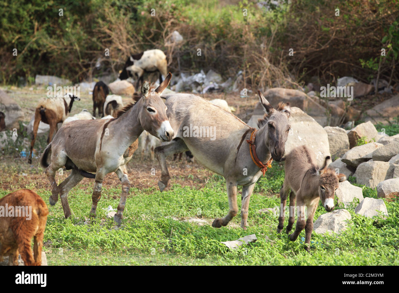 Mules family in Andhra Pradesh South India Stock Photo - Alamy