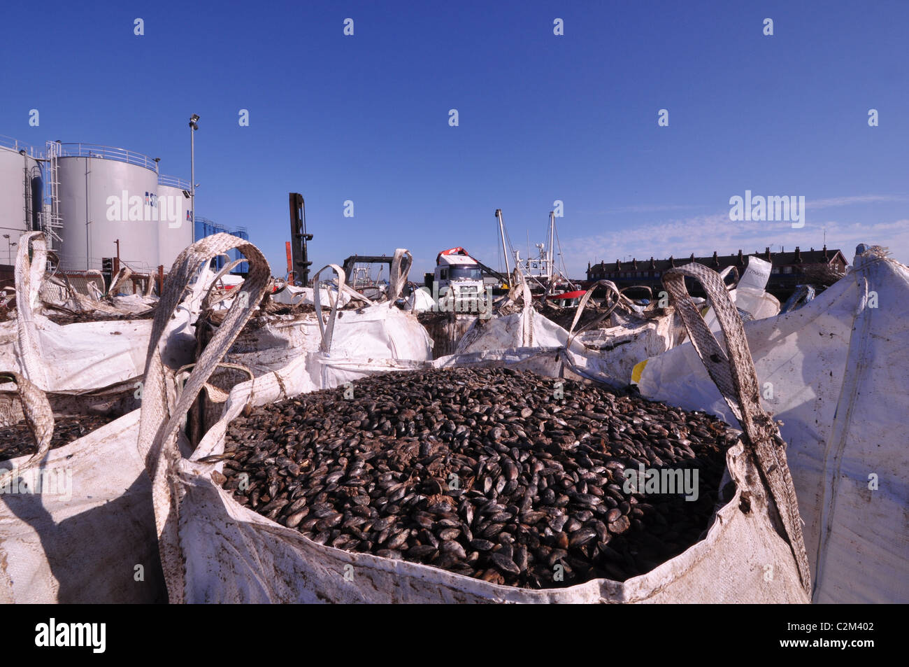 Seed mussels hi-res stock photography and images - Alamy