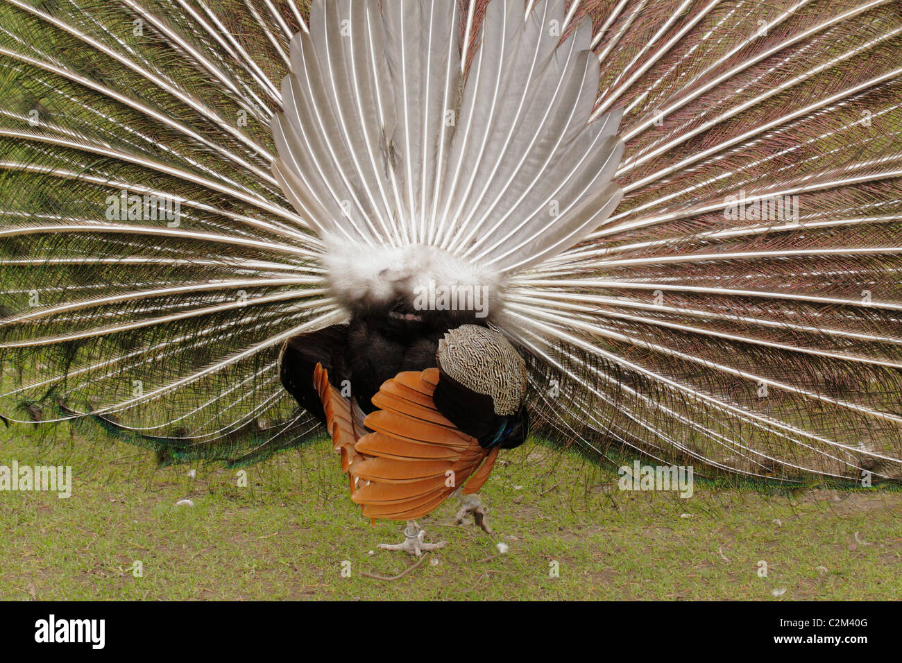 Male peacock displaying feathers during courting ritual-Victoria ...