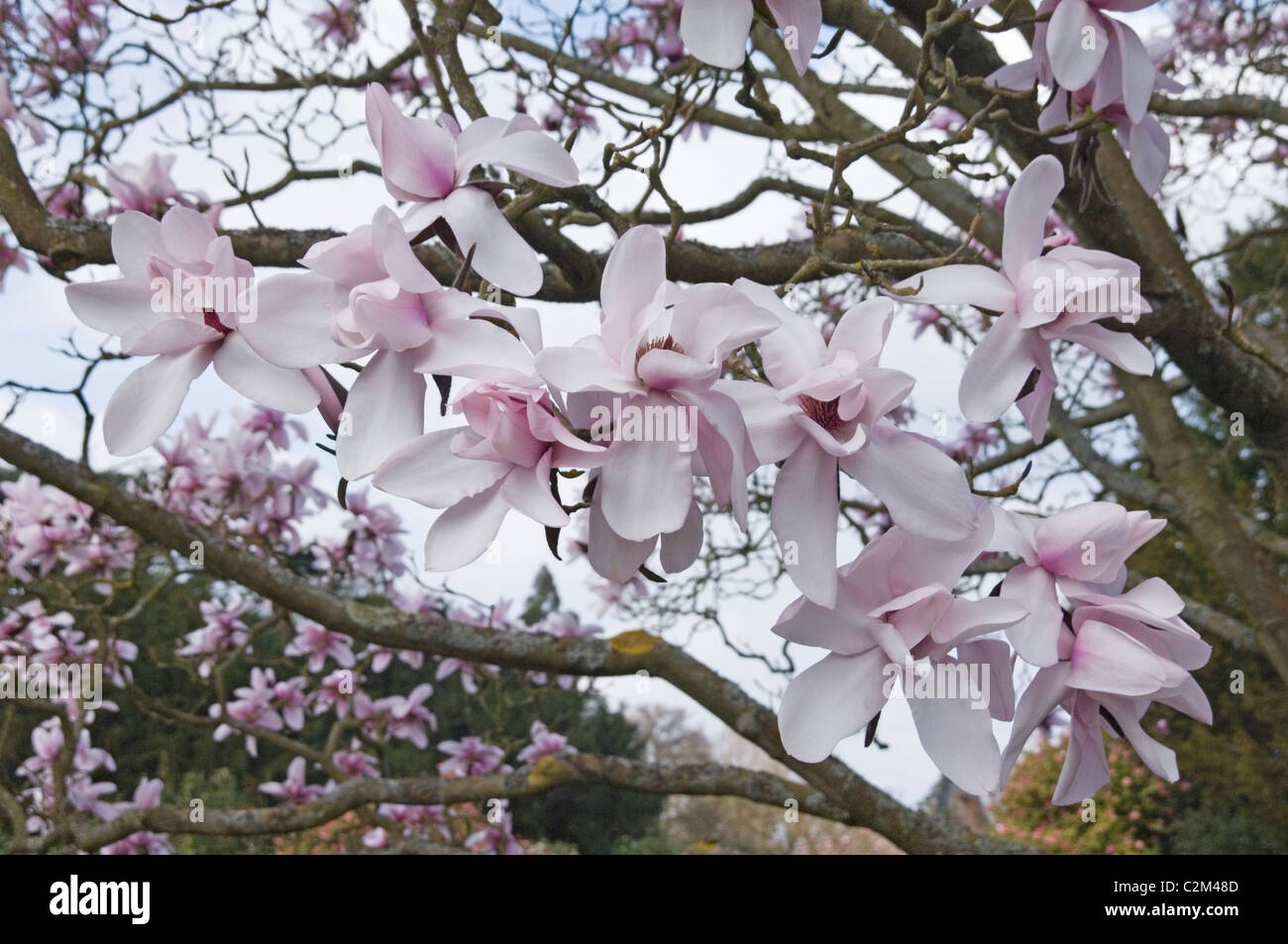 Magnolia campbellii hi-res stock photography and images - Alamy