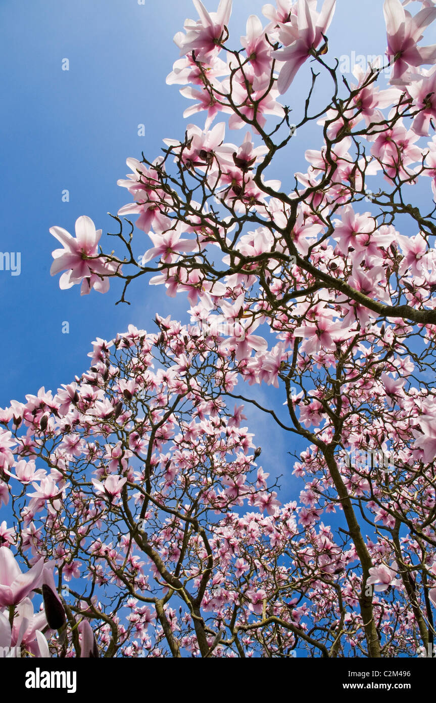Magnolia campbellii hi-res stock photography and images - Alamy