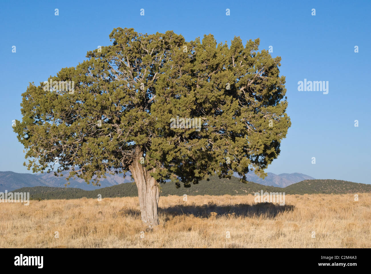 Juniper tree hi-res stock photography and images - Alamy