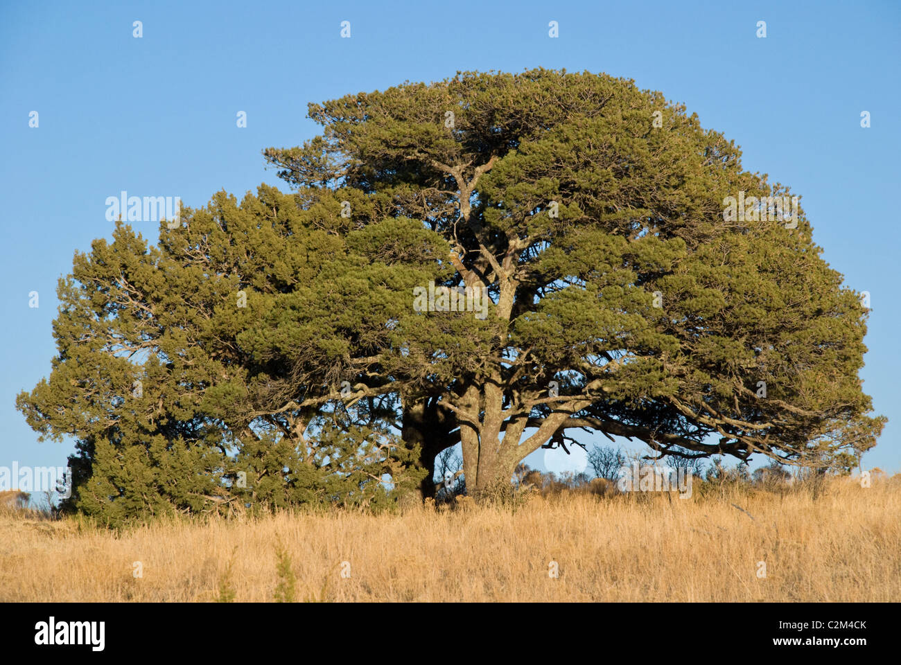 Large juniper tree hi-res stock photography and images - Alamy