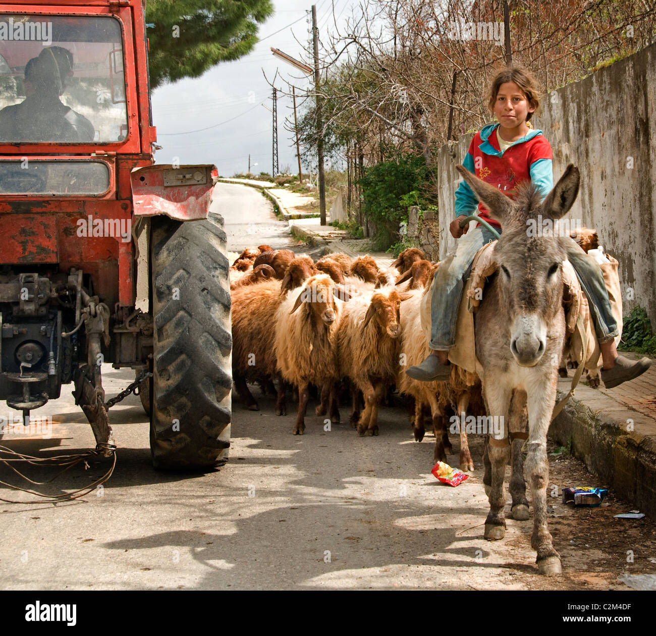 Donkey Young High Resolution Stock Photography and Images - Alamy