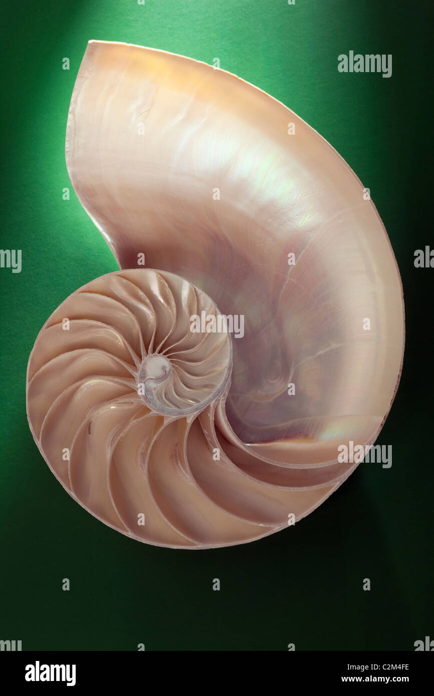 Crustacean shell cross section representing evolution, growth and ...
