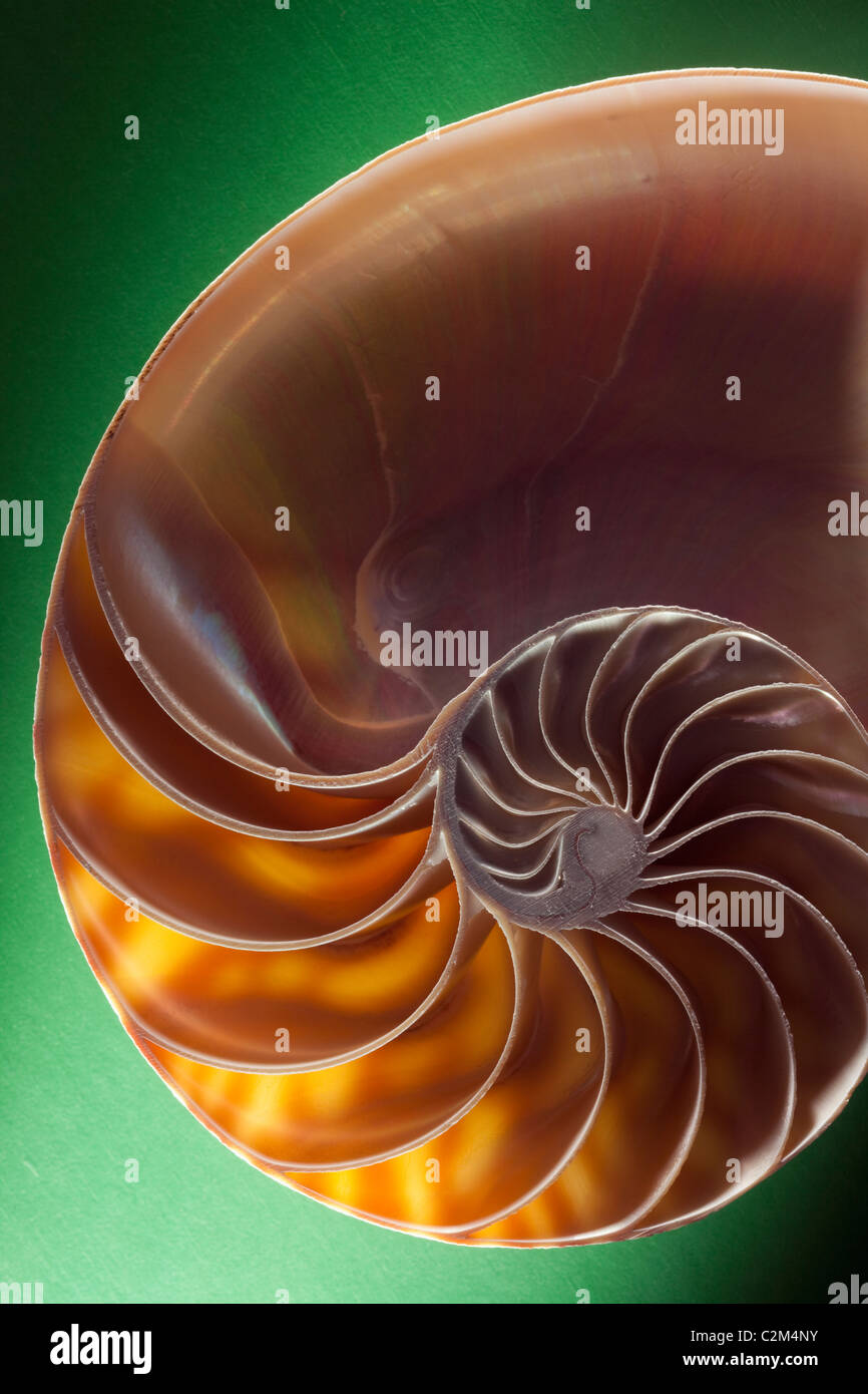 Crustacean shell cross section representing evolution, growth and ...