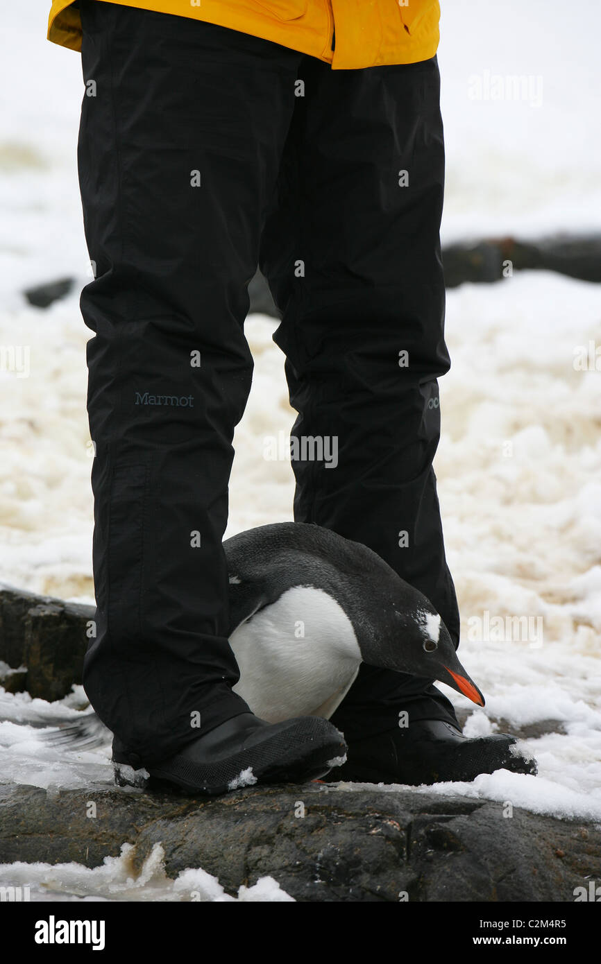 Human penguin hi-res stock photography and images - Alamy