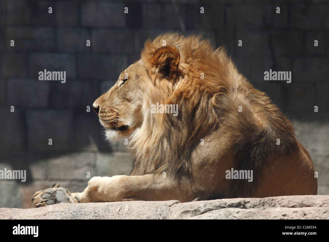 Lion lying on a rock with wind blowing mane Stock Photo - Alamy