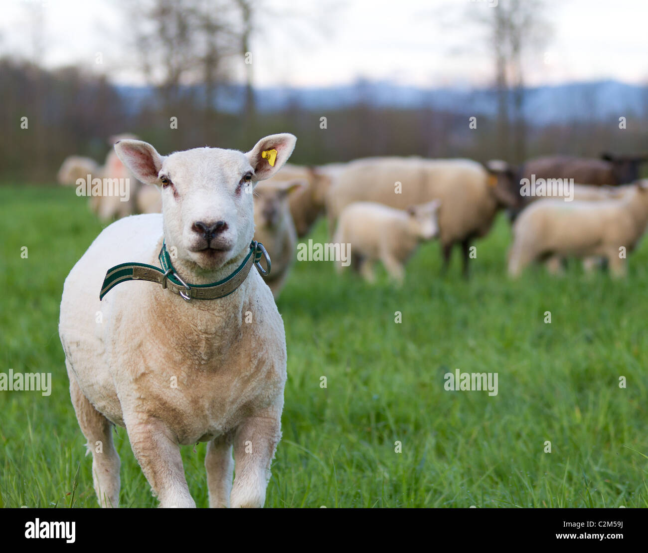 Sheared sheep hi-res stock photography and images - Alamy