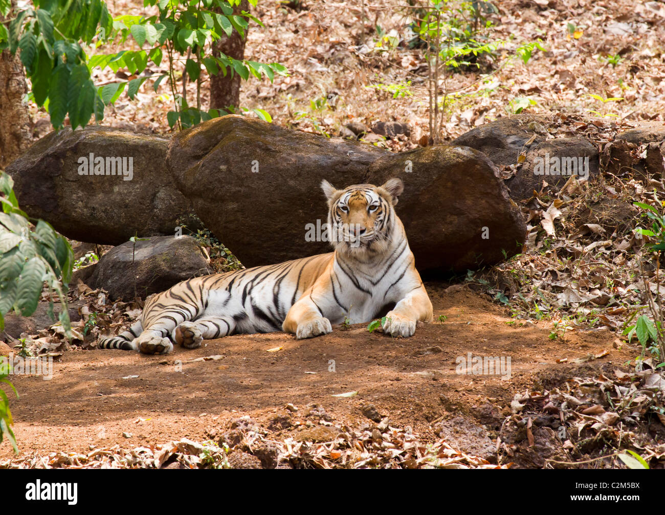 A tiger resting in the shade at Bondla, Goa, India Stock Photo - Alamy