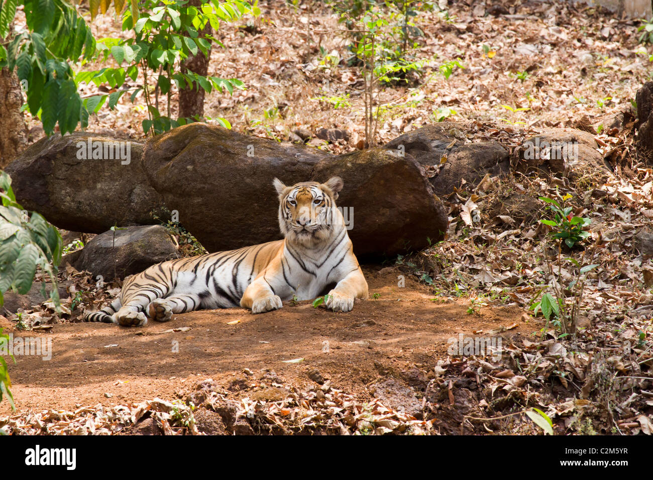 A tiger resting in the shade at Bondla, Goa, India Stock Photo - Alamy