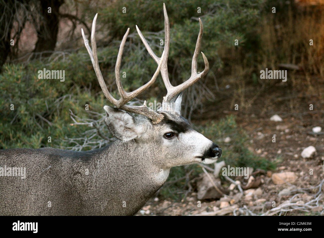 Rutting Mule Deer High Resolution Stock Photography and Images - Alamy
