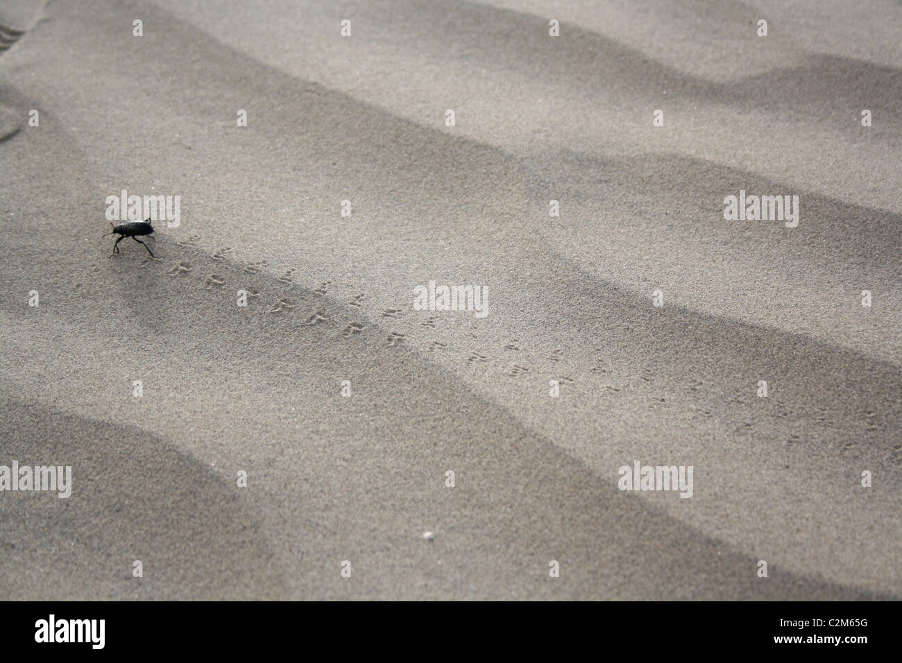 Insect tracks in sand hi-res stock photography and images - Alamy