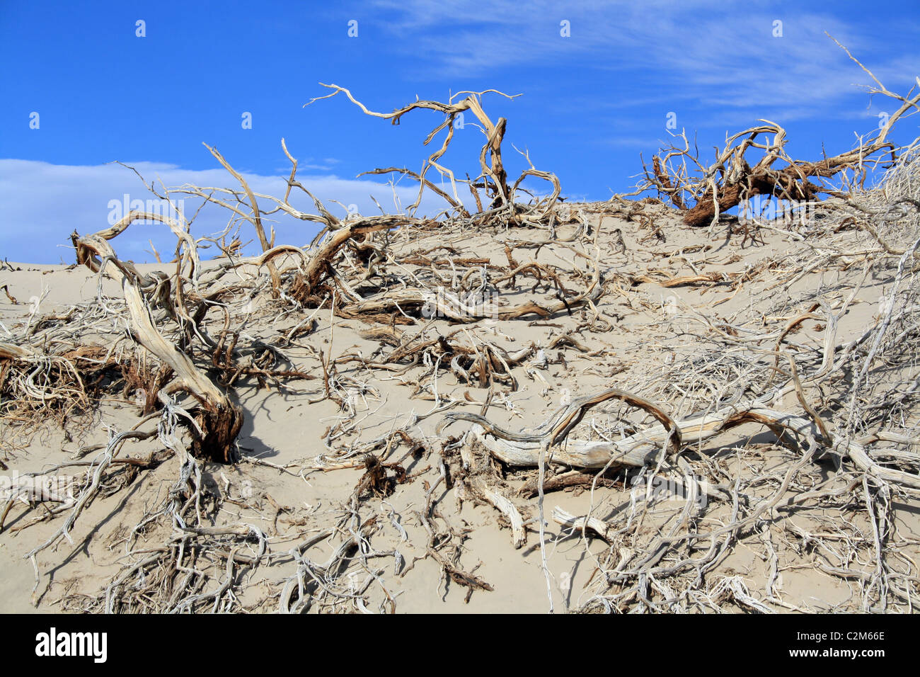 Dead roots hi-res stock photography and images - Alamy