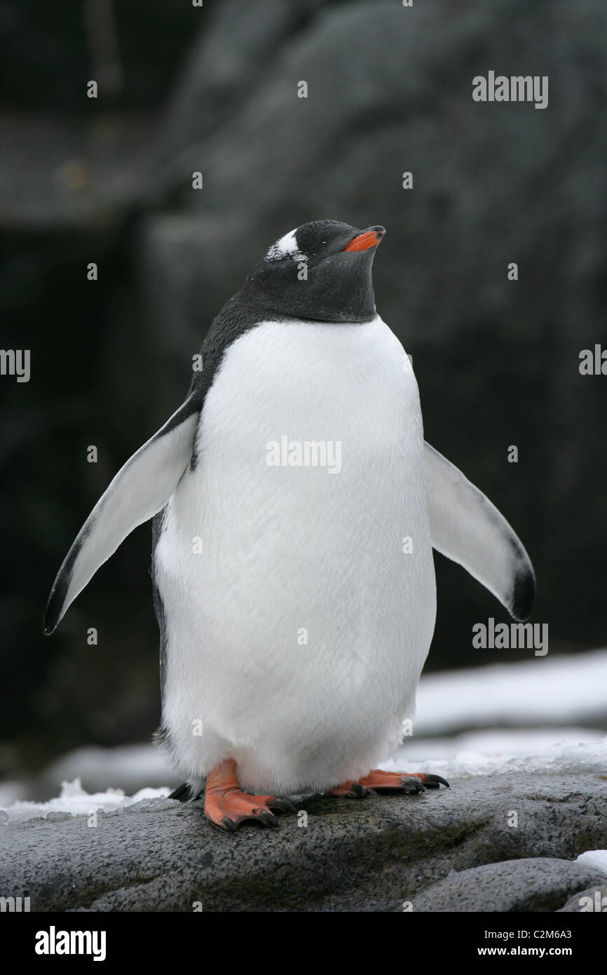Gentoo penguin eyes hi-res stock photography and images - Alamy