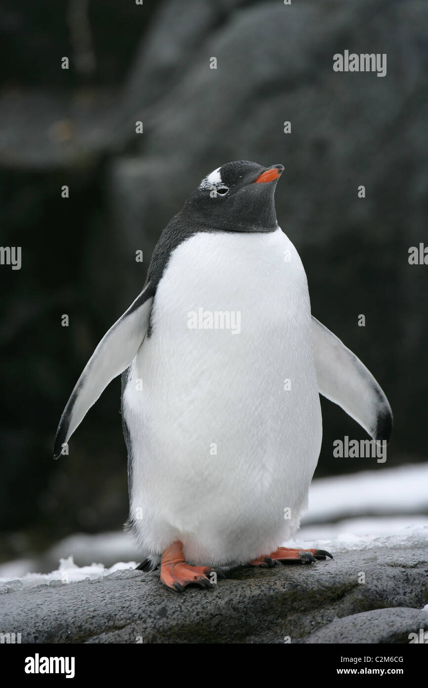 Half open wing hi-res stock photography and images - Alamy