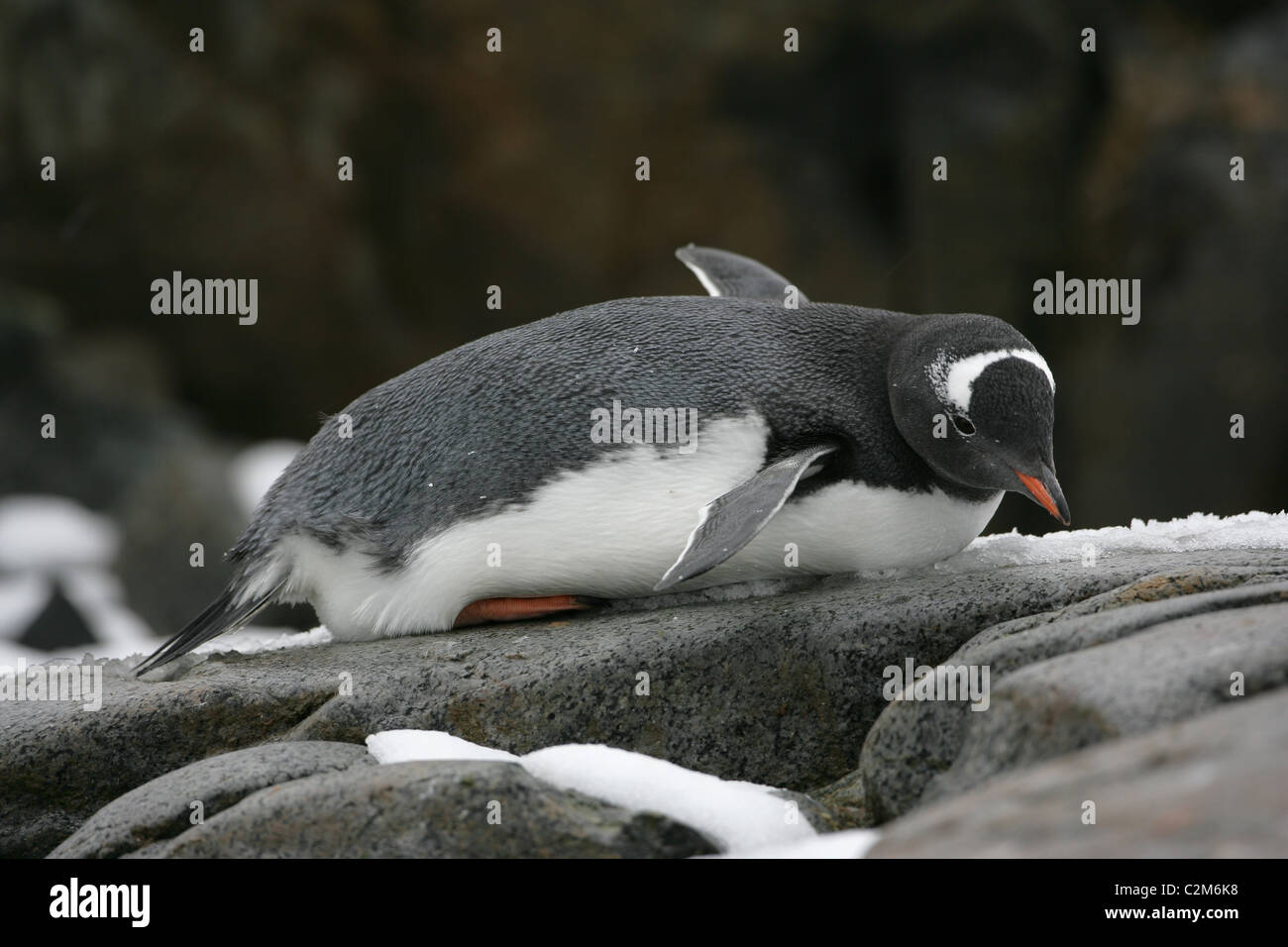 Penguin lying down hi-res stock photography and images - Alamy