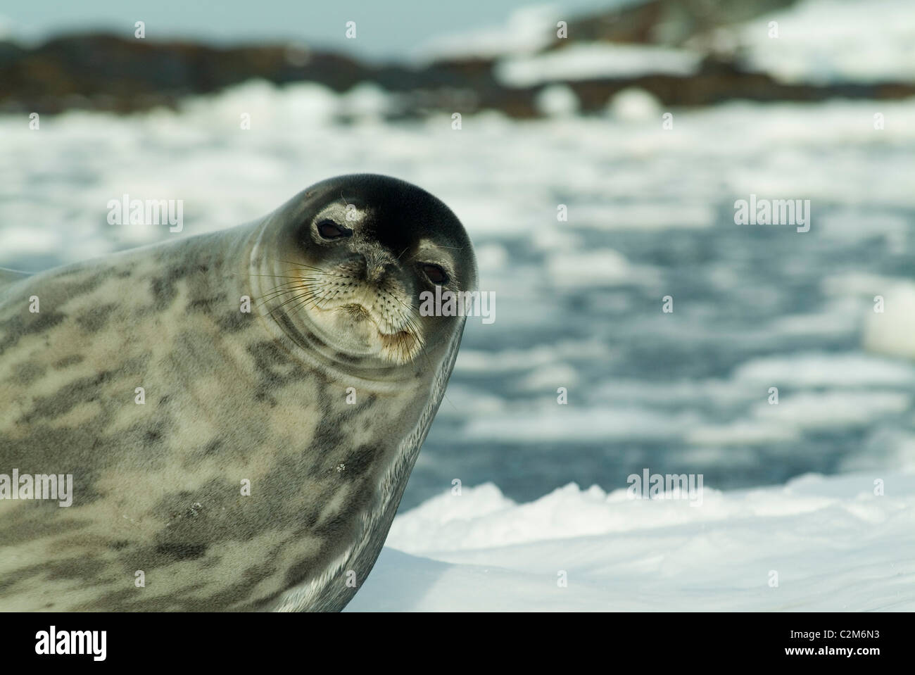 Weddel Seal, Antarctica Stock Photo - Alamy
