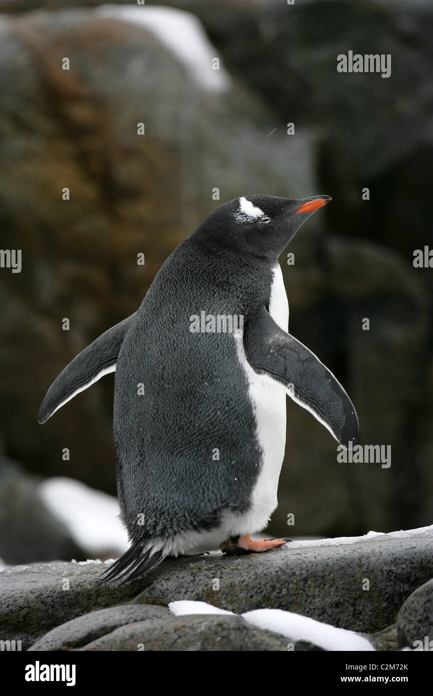 Single [Gentoo Penguin] [Pygoscelis papua] standing with eyes closed ...