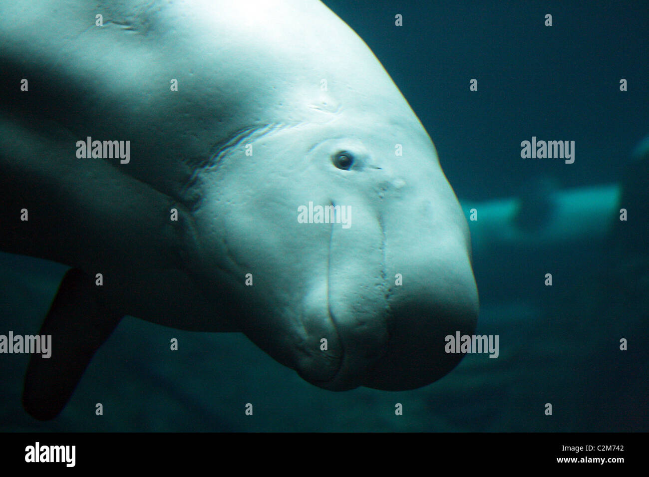Beluga fish hi-res stock photography and images - Alamy